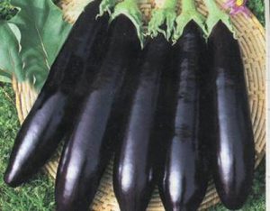 Eggplant - Black Sultan F1 | Charlcon Seeds