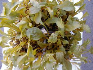 Baby Beet - Yellow Beet | Charlcon Seeds