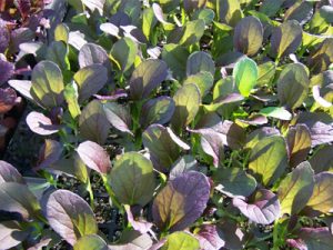 Pak Choi - Red Pak Choi | Charlcon Seeds